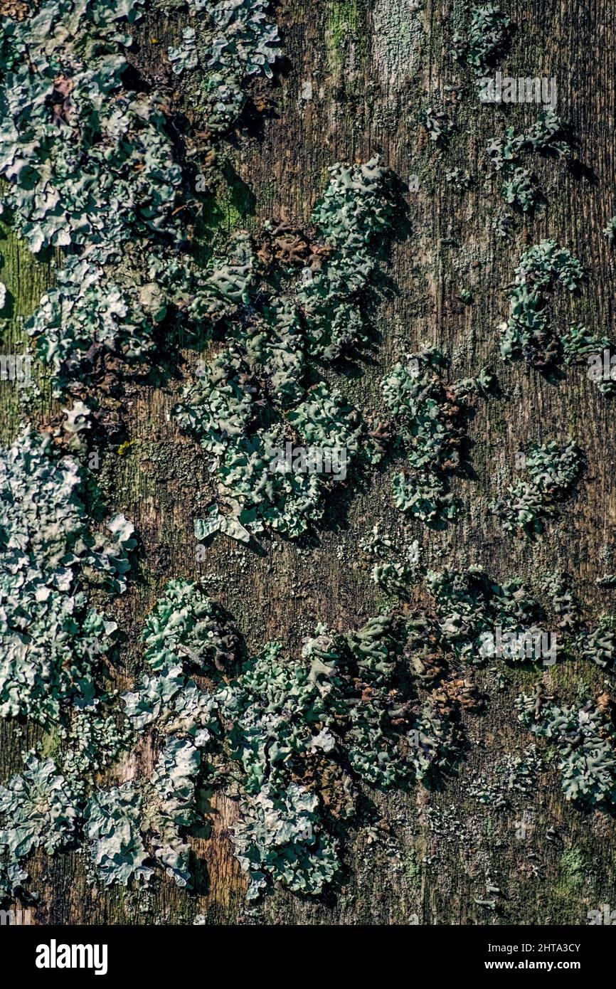 Old wooden surface overgrown with lichen, natural texture background ...