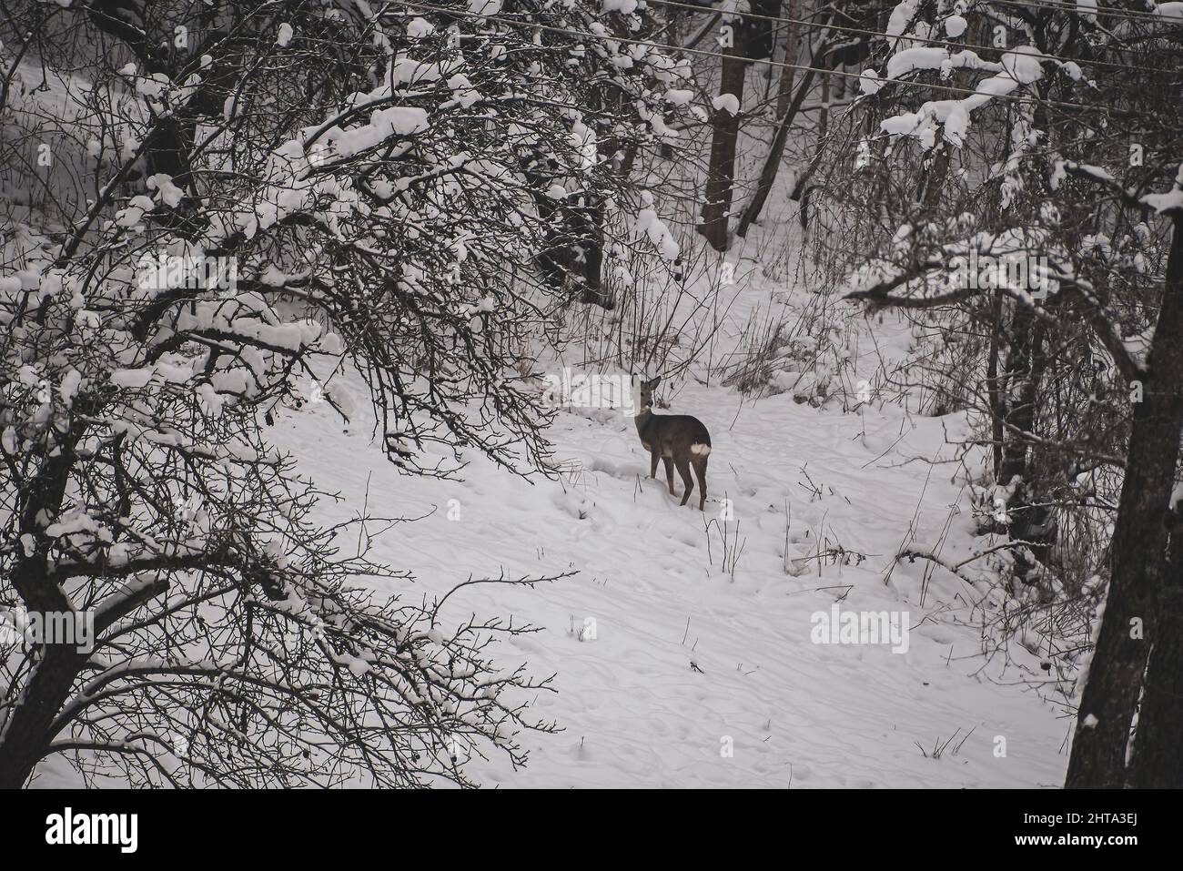 Closeup of a young roe female deer eating in the woods Stock Photo - Alamy