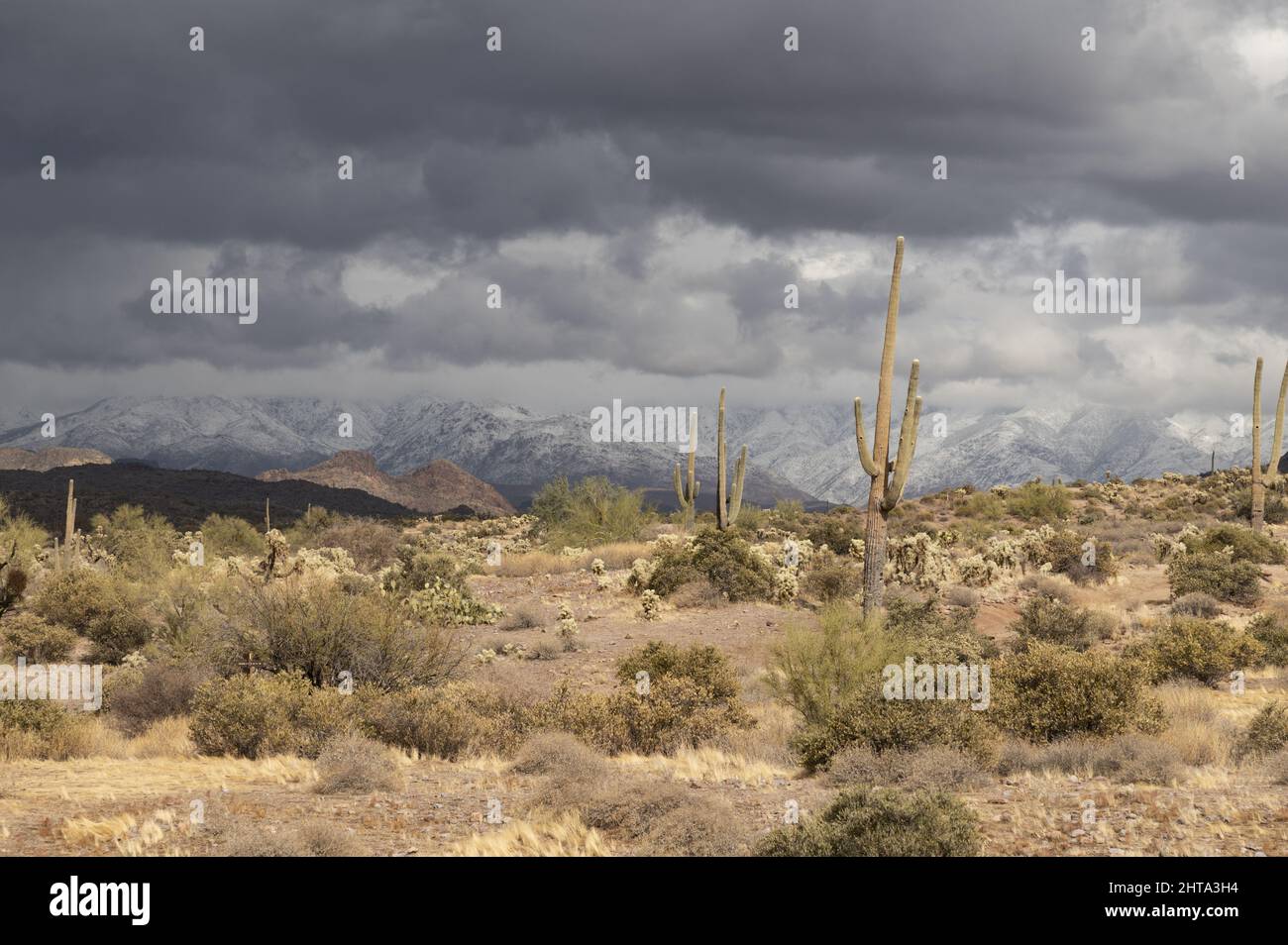 Lost Dutchman State Park, snow, Giant Saguaro cactus, Arizona Stock ...