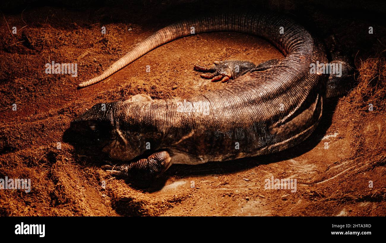 Reptile in the sand hi-res stock photography and images - Alamy