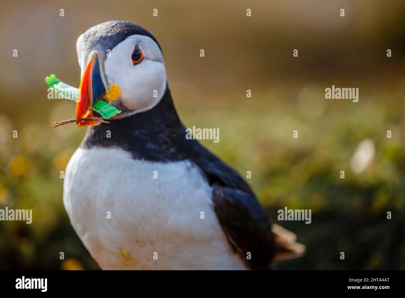 An Atlantic puffin (Fratercula arctica) carries a strip of green ...