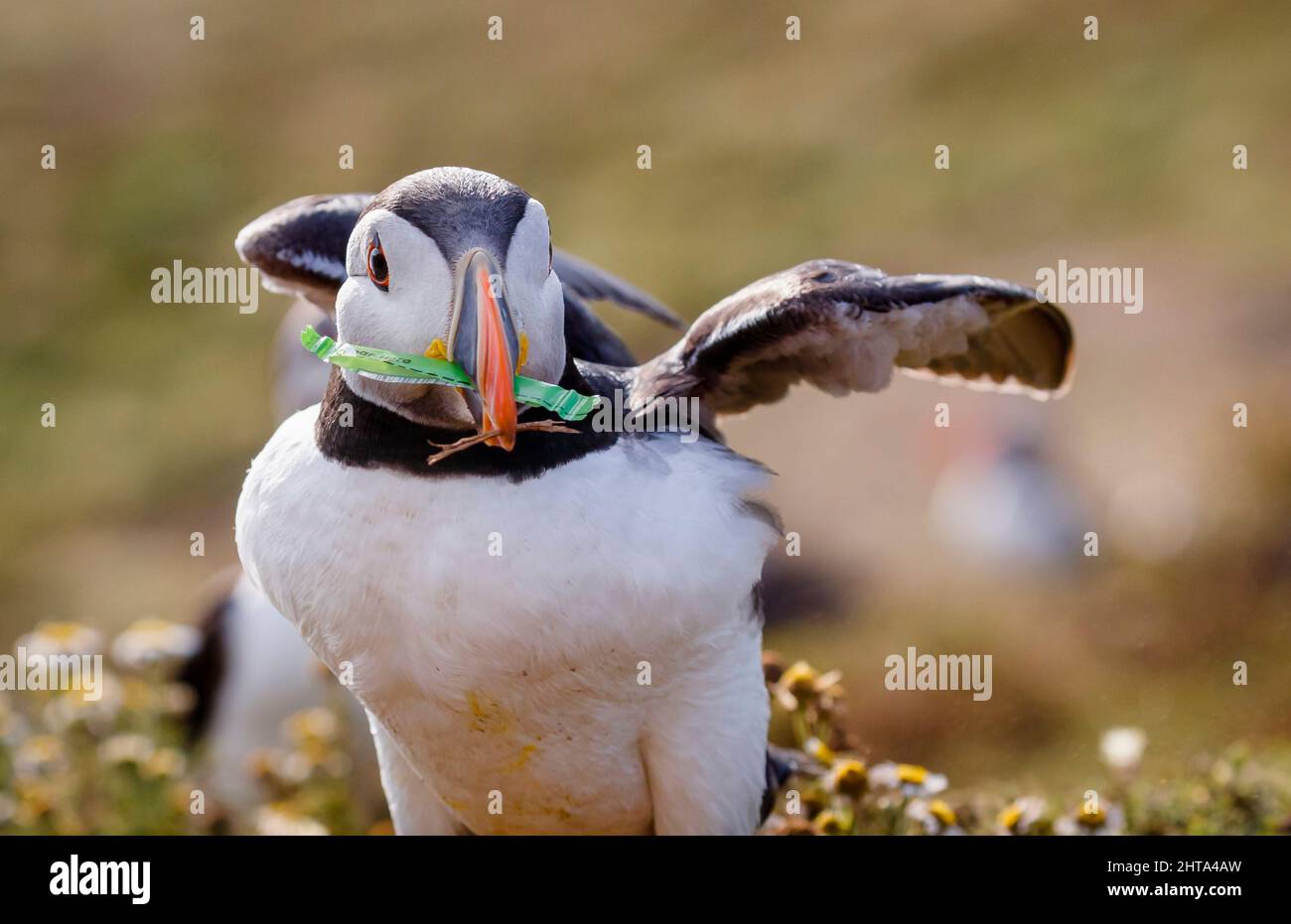 An Atlantic puffin (Fratercula arctica) carries a strip of green ...