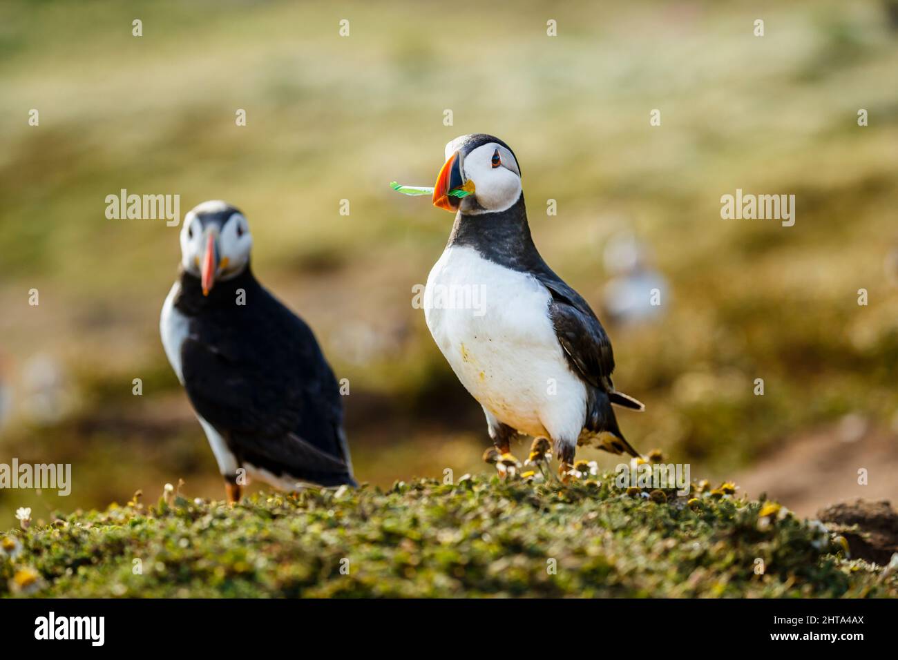An Atlantic puffin (Fratercula arctica) carries a strip of green ...