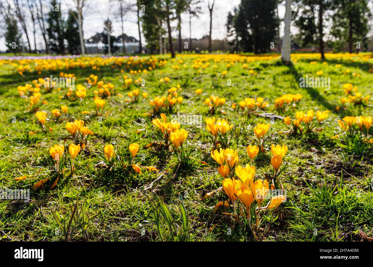 Yellow crocus x luteus 'Golden Yellow' crocuses in flower en masse on a ...
