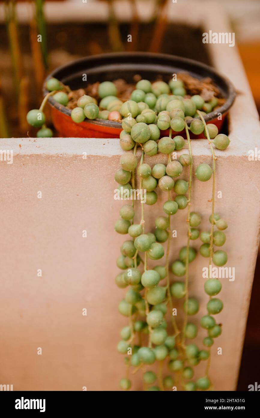 The string of pearls hi-res stock photography and images - Alamy
