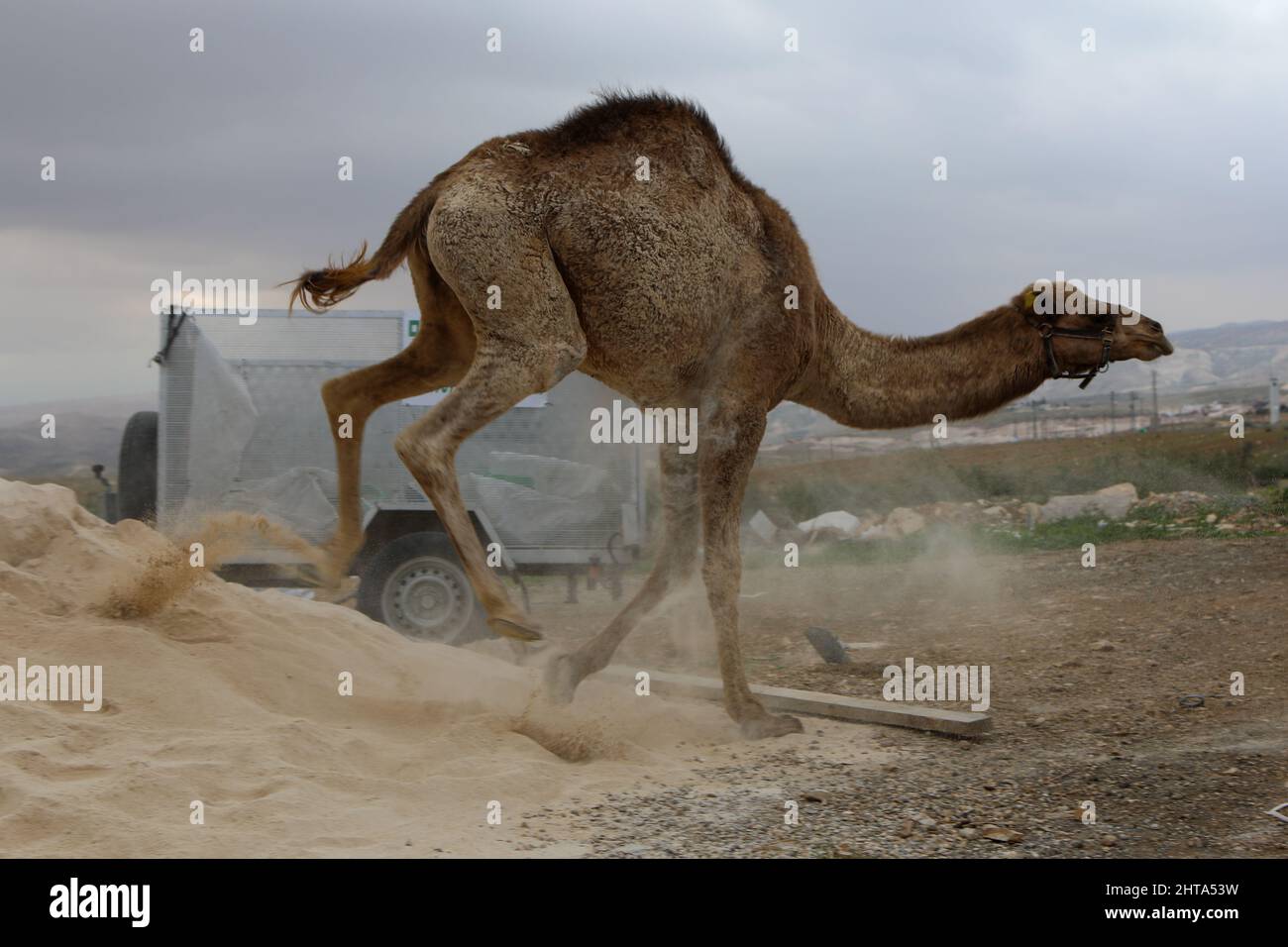 Camel in nature hi-res stock photography and images - Alamy