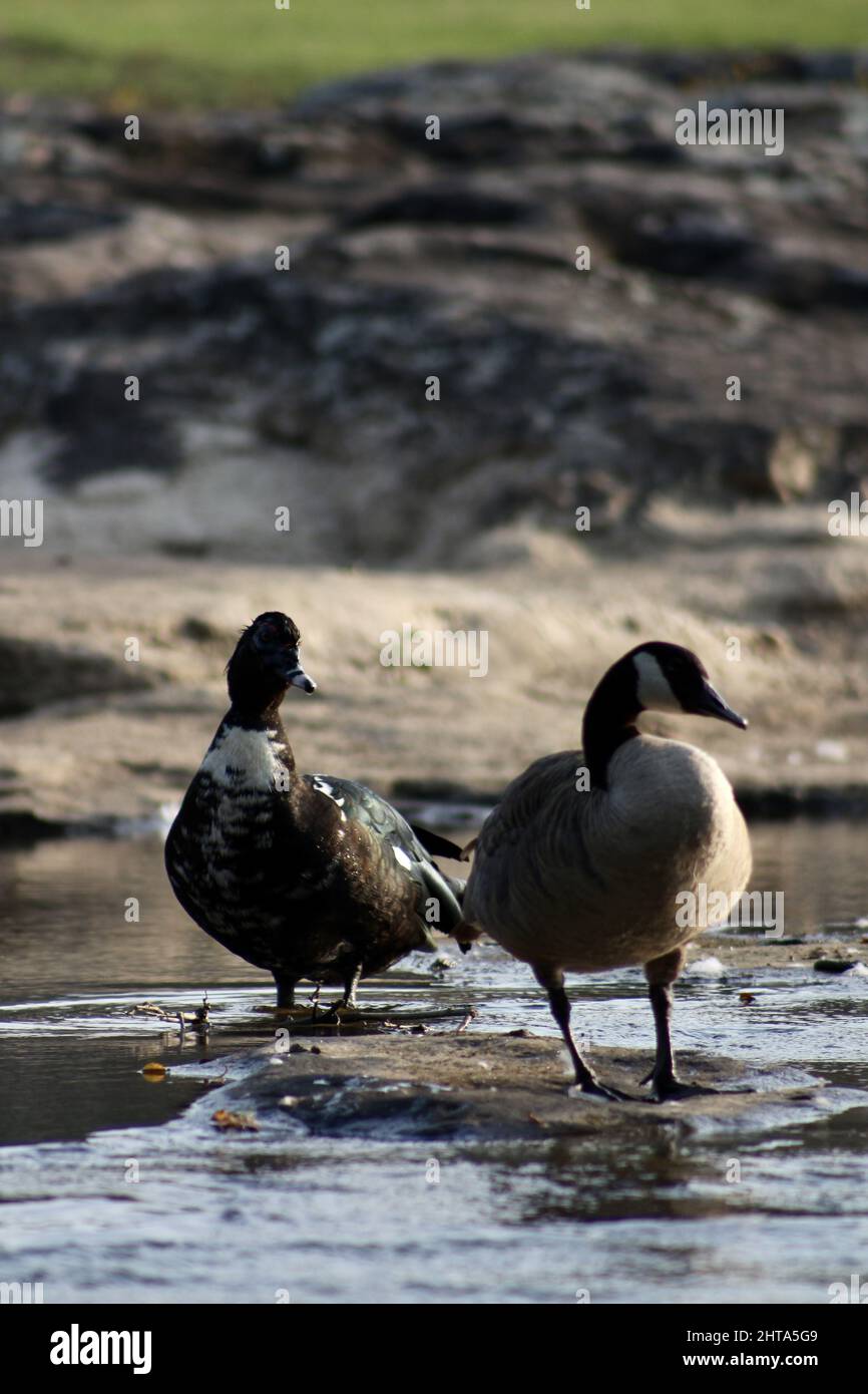 Noccalula park hi-res stock photography and images - Alamy