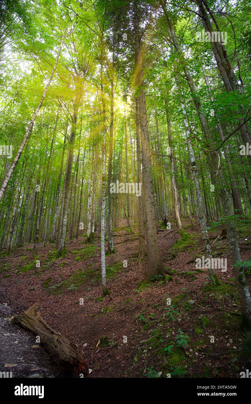 Vertical of a dense green forest with sunlight beaming through trees ...