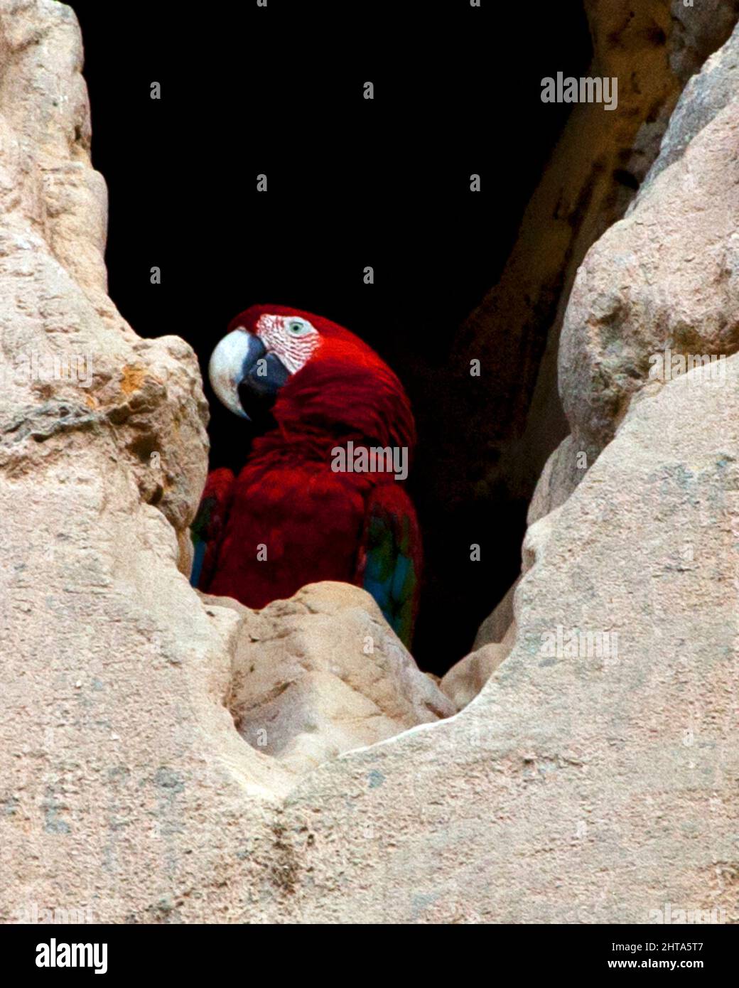Closeup of a colorful Scarlet Macaw (Ara macao) nesting in hole of rock ...