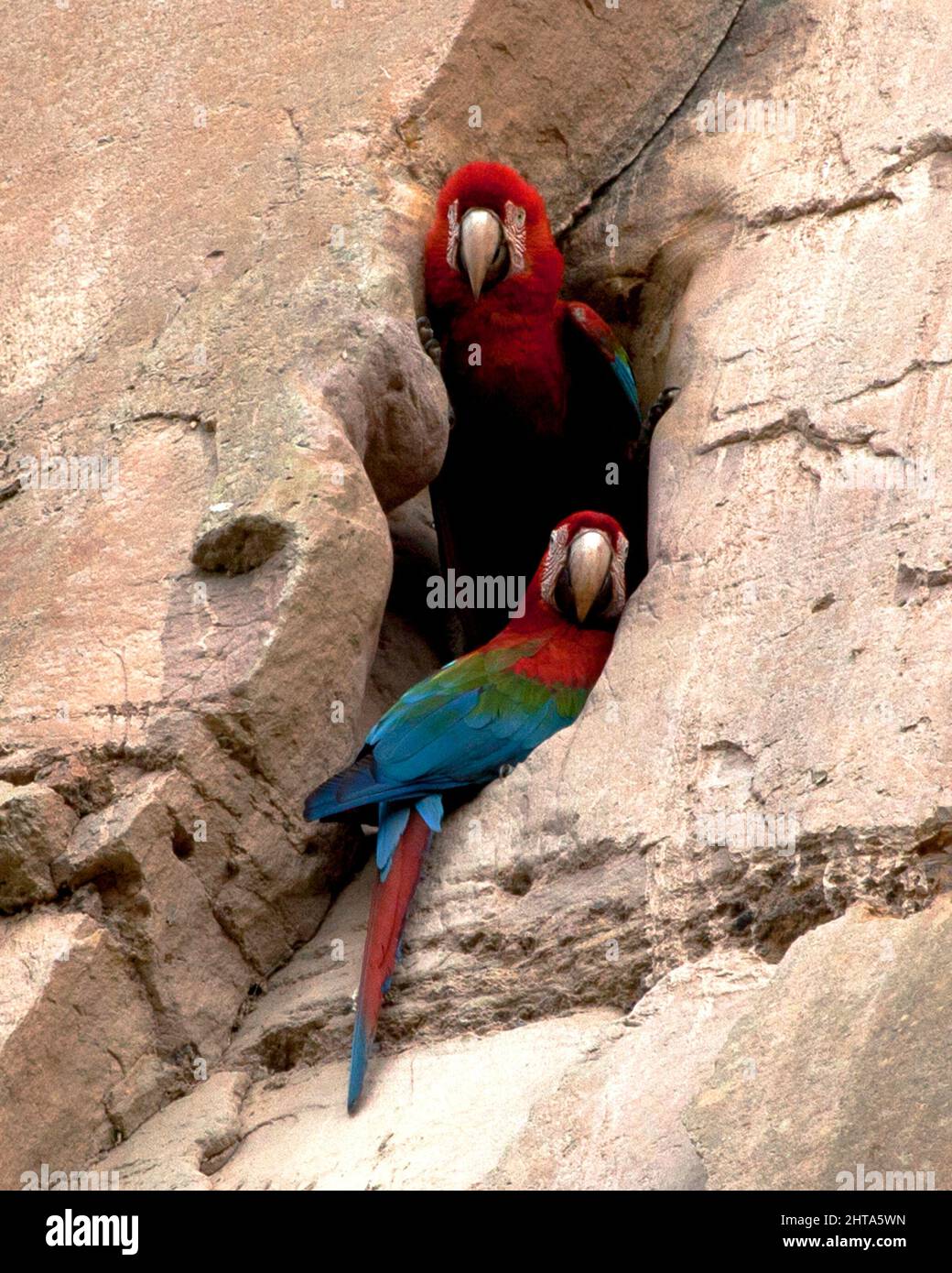 Two scarlet macaws hi-res stock photography and images - Alamy
