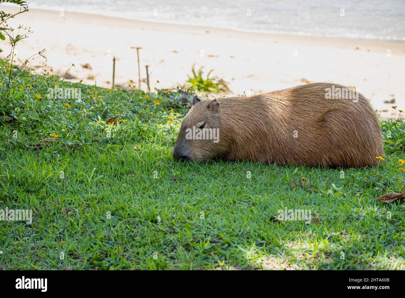 Capibara brasil hi-res stock photography and images - Alamy