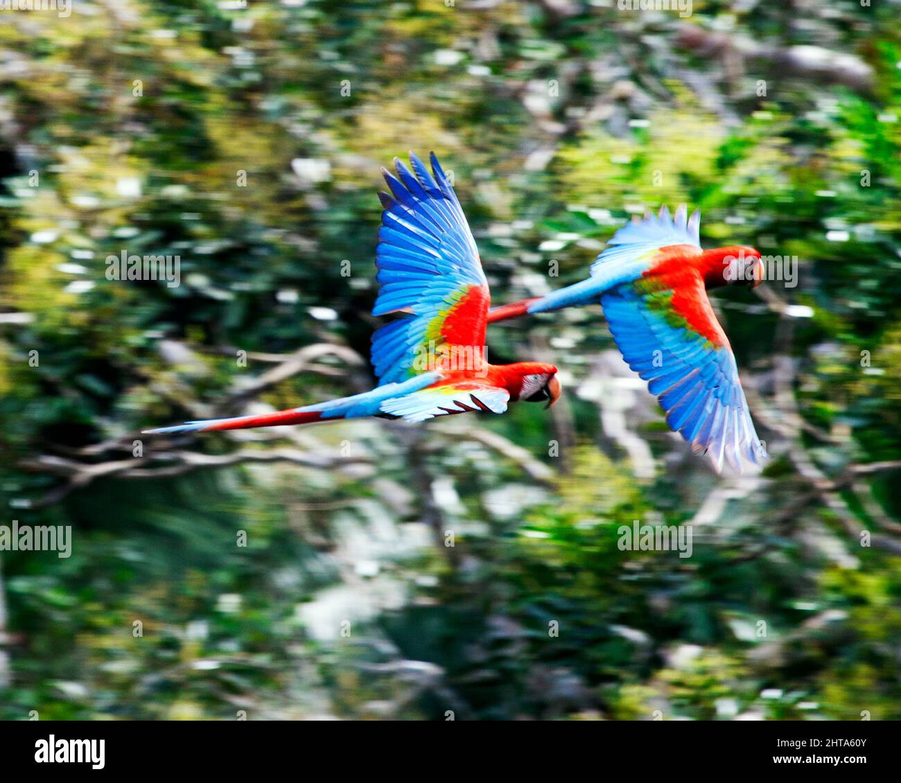 Rainforest Birds Flying