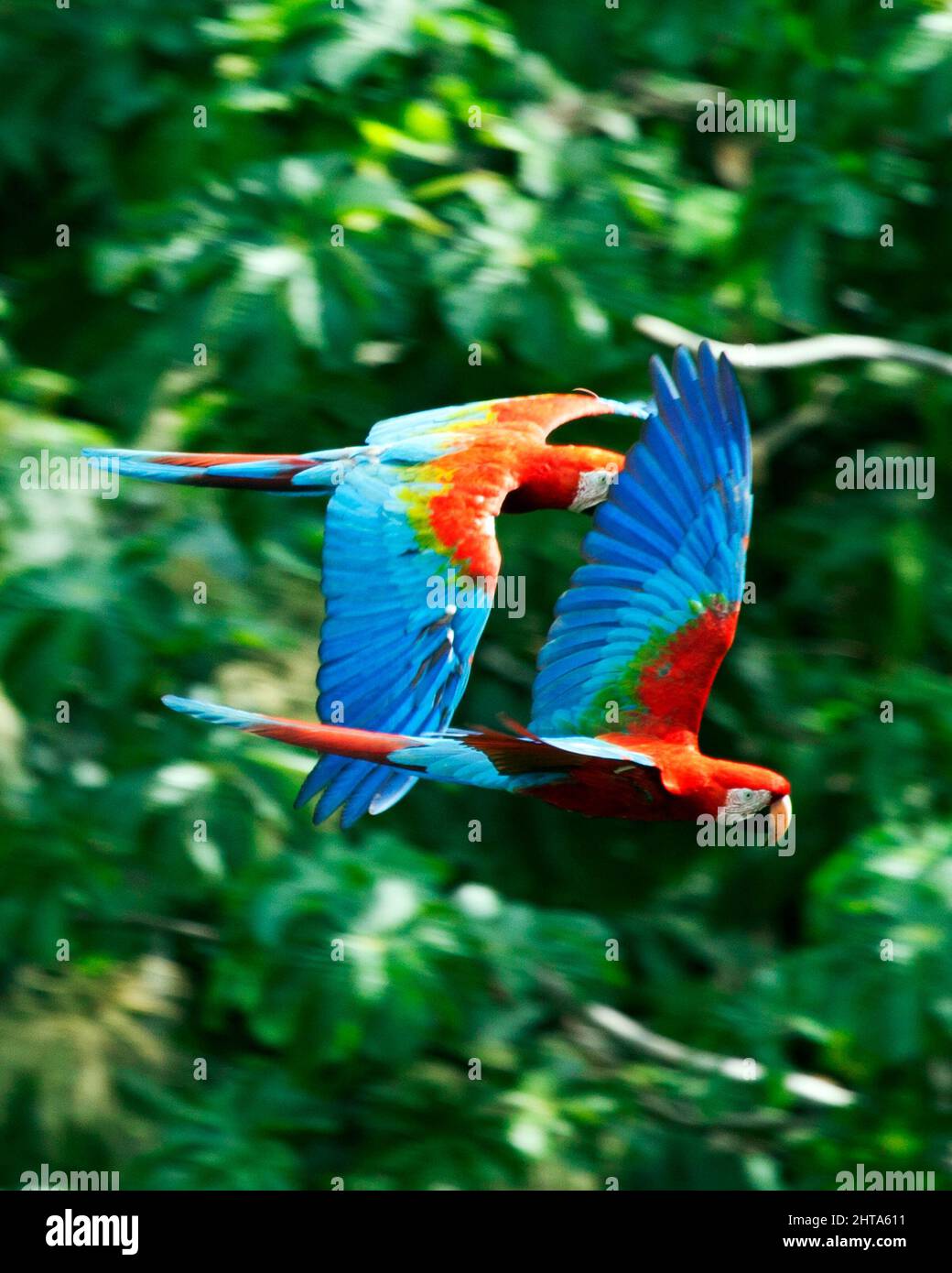 Closeup of two colorful Scarlet Macaw (Ara macao) flying past ...