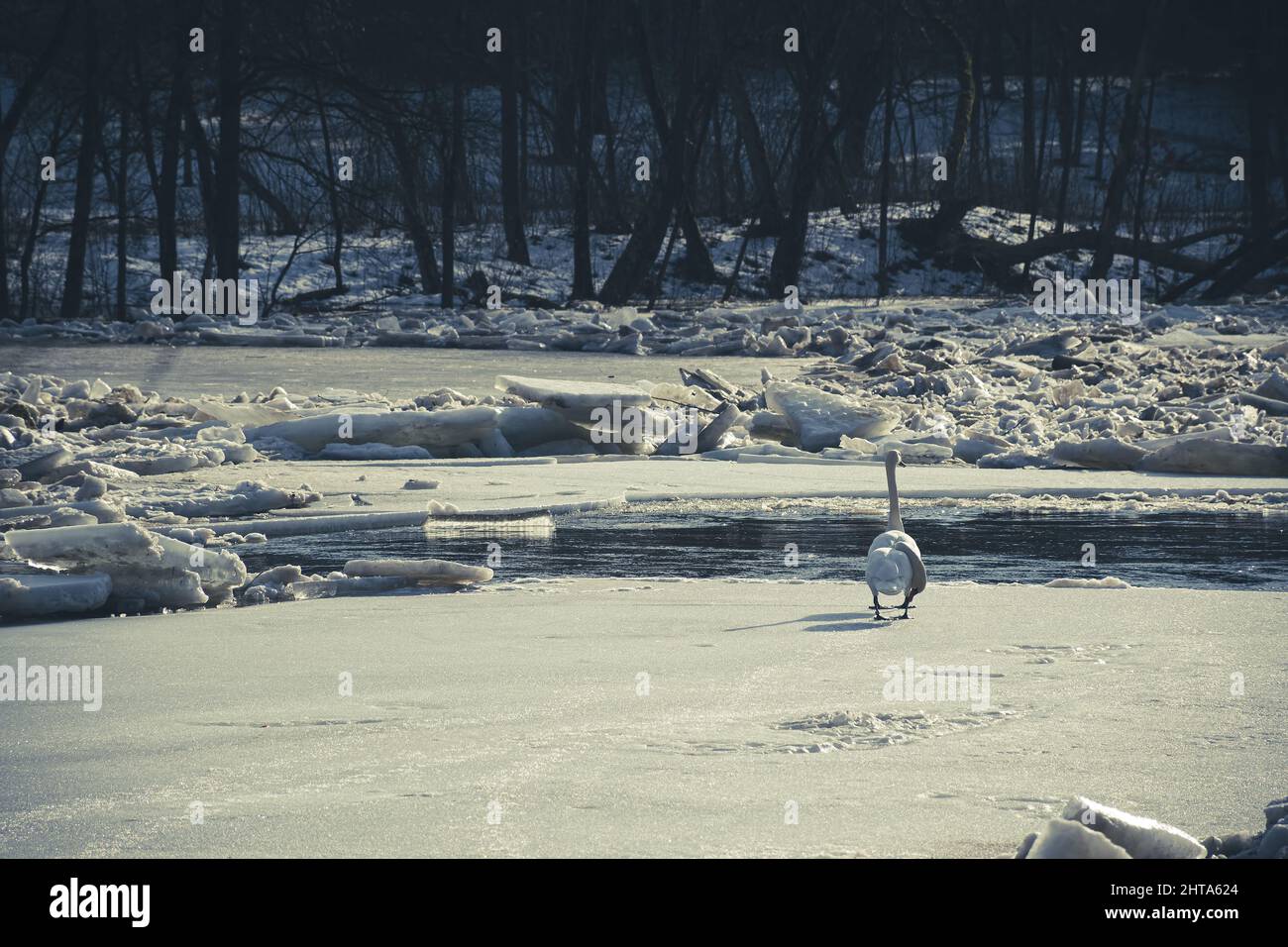 Cygnus cygnus swan walking on frozen Neris river Stock Photo - Alamy
