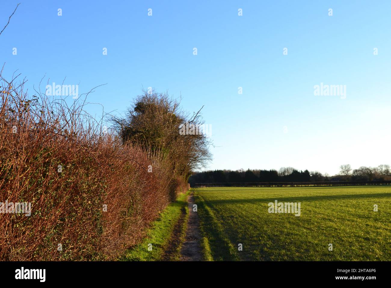 Fields, hedges, trees on a serene February day at Downe, near Bromley ...