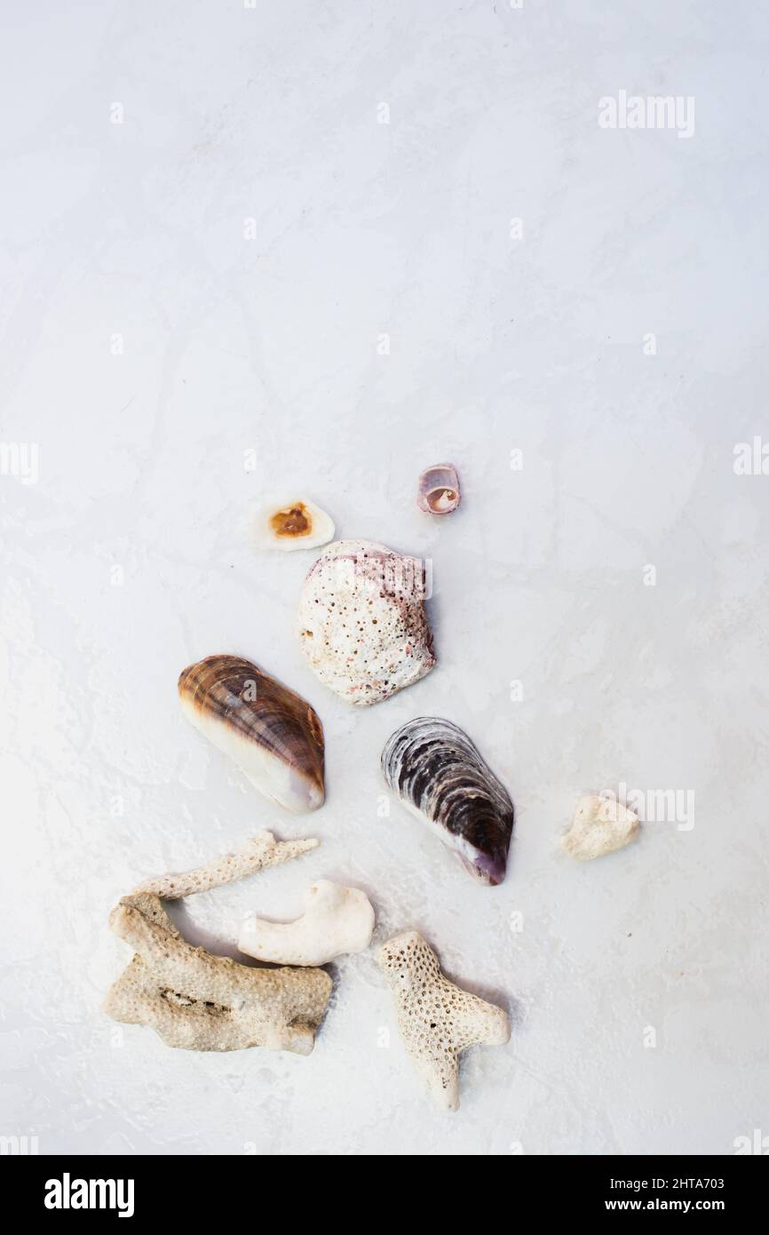 Vertical shot of small shells on the white background Stock Photo - Alamy