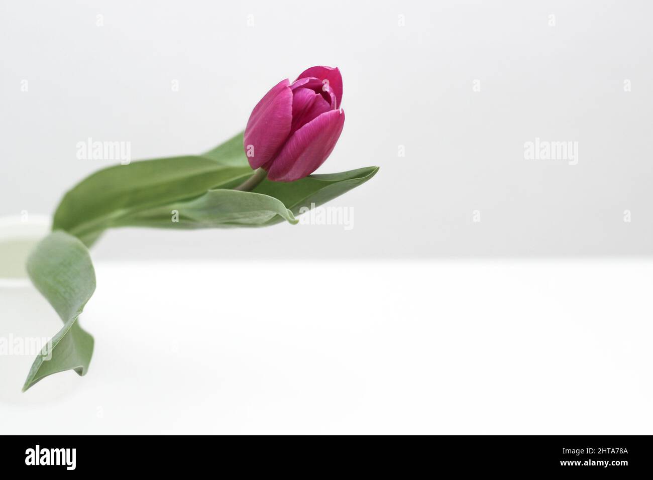 Pink fragile tulip dancing with the wind in white background Stock ...