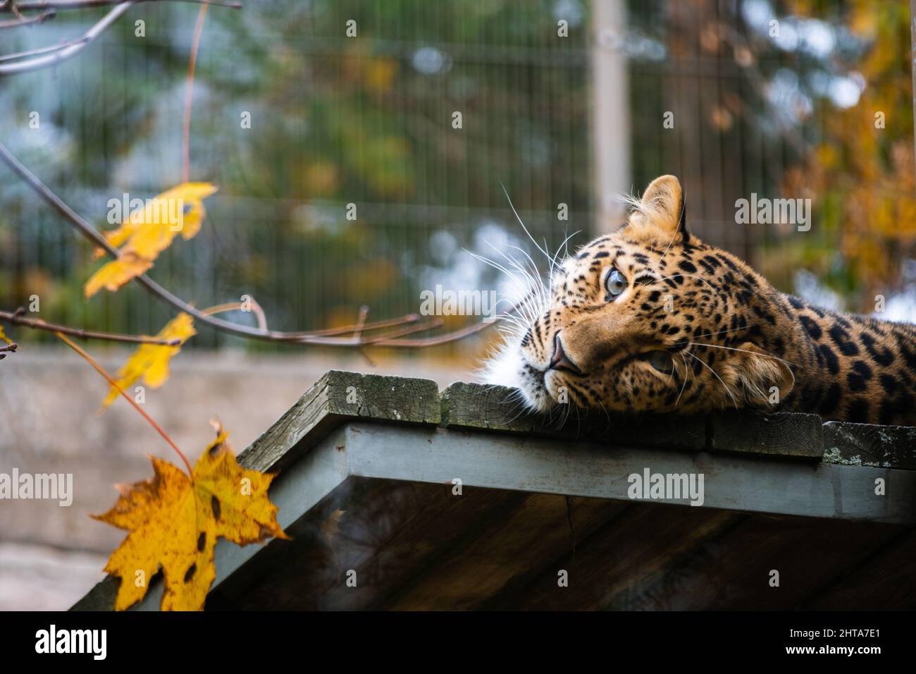 Shallow focus of a fascinating wild leopard looking at the camera while ...