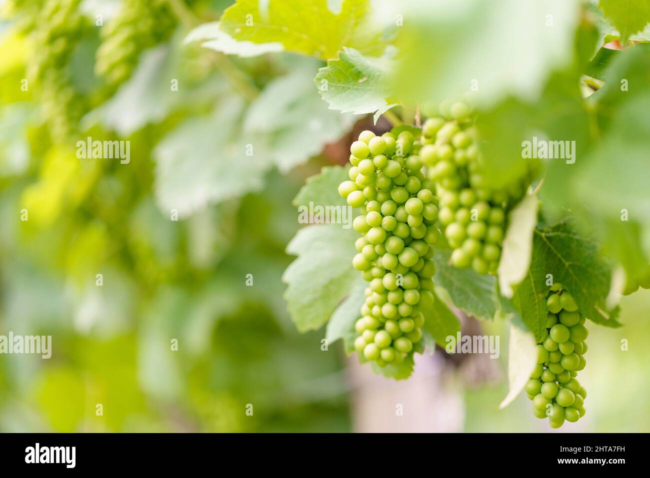 Closeup shot of green grapes on vines in a farm Stock Photo - Alamy