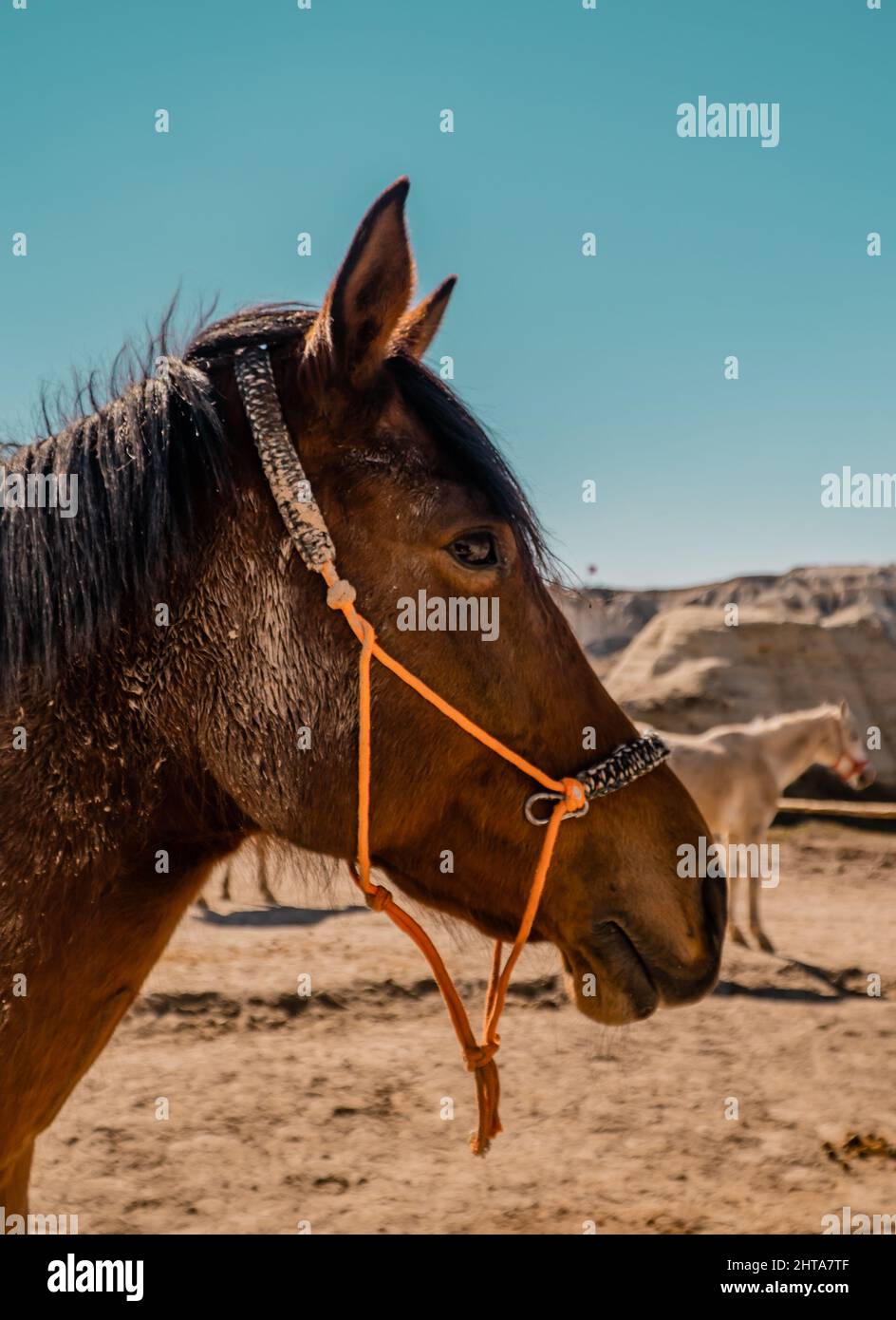 A vertical shot of a beautiful horse, Cappadocia, Turkey Stock Photo ...
