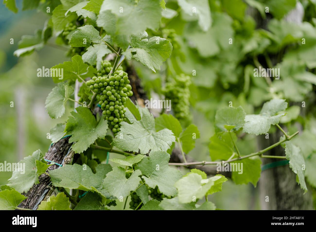 Closeup shot of green grapes on vines in a farm Stock Photo - Alamy