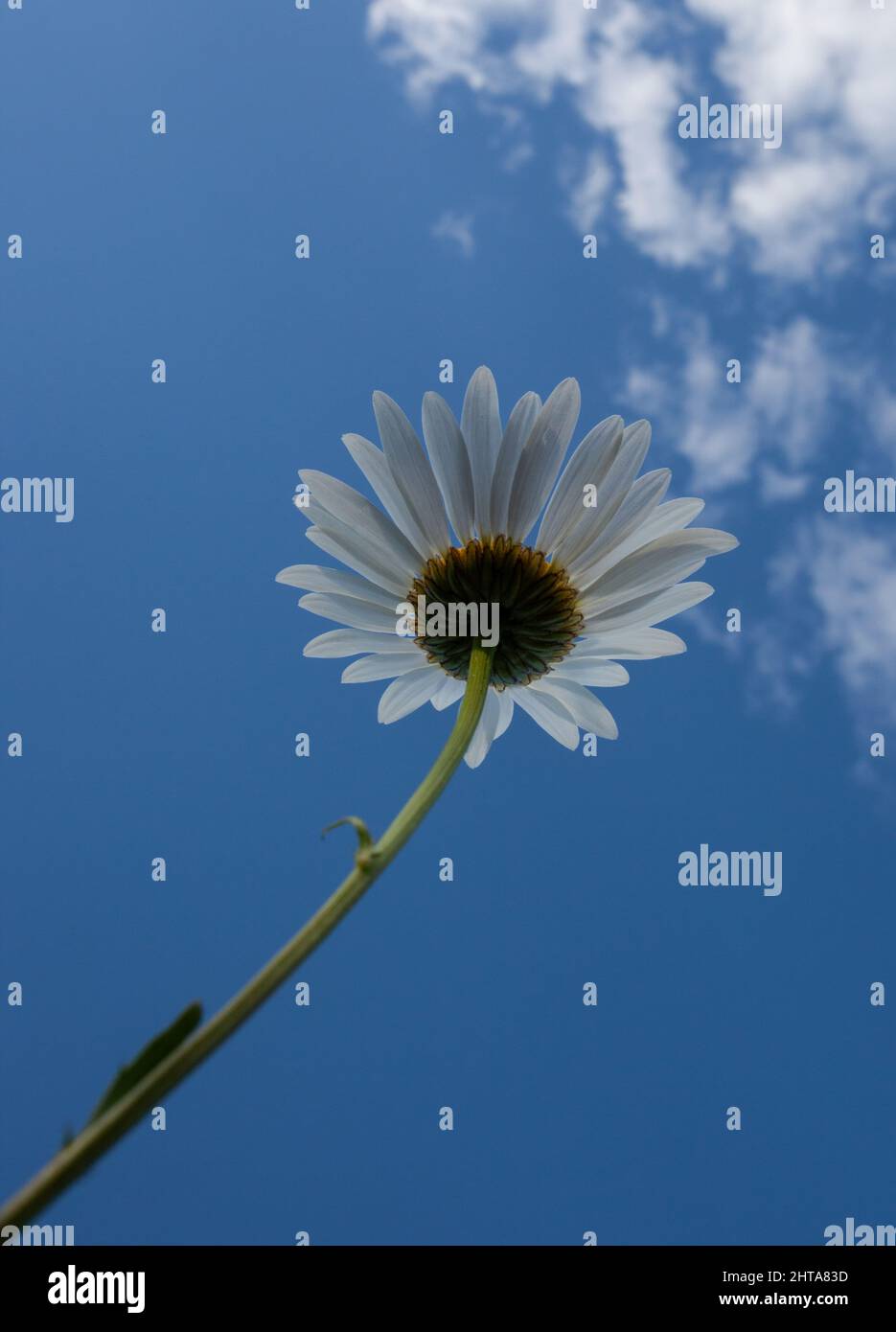 Vertical low angle shot of blooming daisy against a blue sky Stock ...
