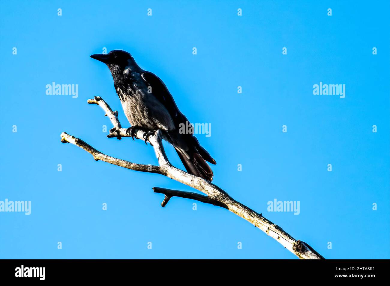 Red beak with white tip hi-res stock photography and images - Alamy