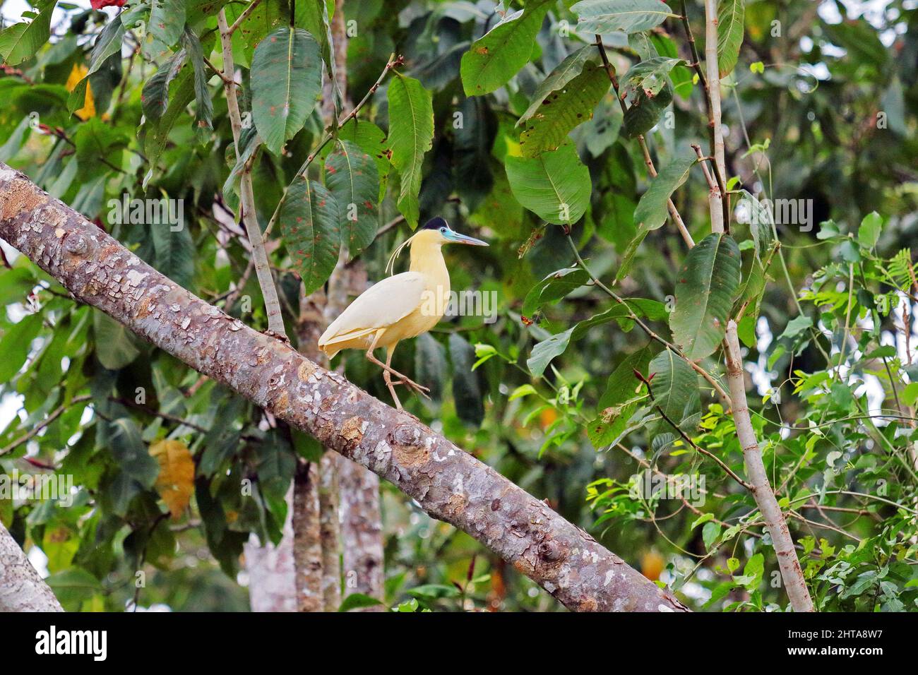 Beautiful capped heron in hi-res stock photography and images - Alamy
