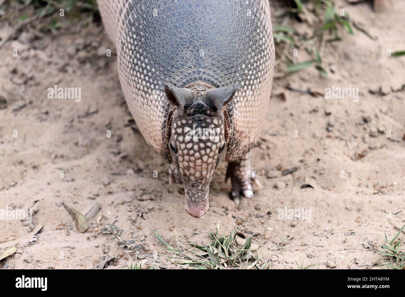 Fromatl view of a nine banded armadillo Stock Photo - Alamy