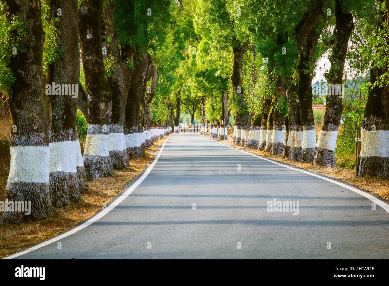 Beautiful road with white painted trees on the roadside Stock Photo - Alamy