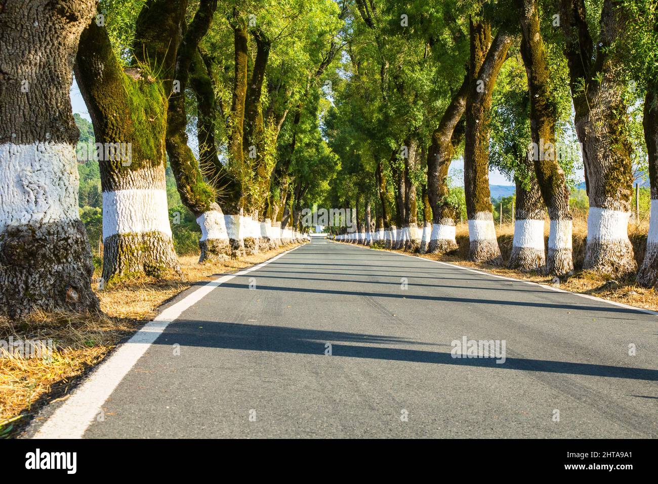 Beautiful road with white painted trees on the roadside Stock Photo - Alamy