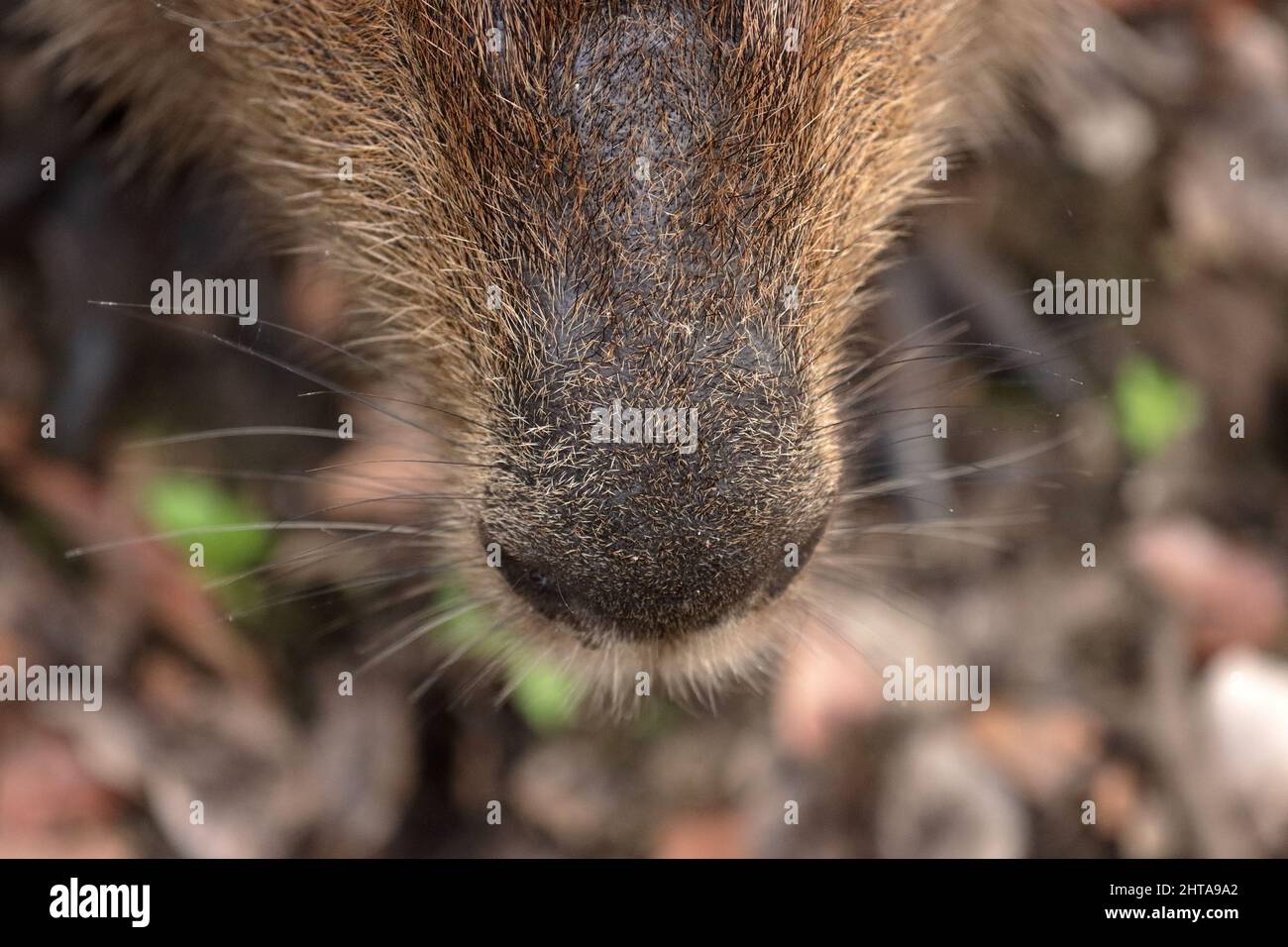 Capybara face hi-res stock photography and images - Alamy
