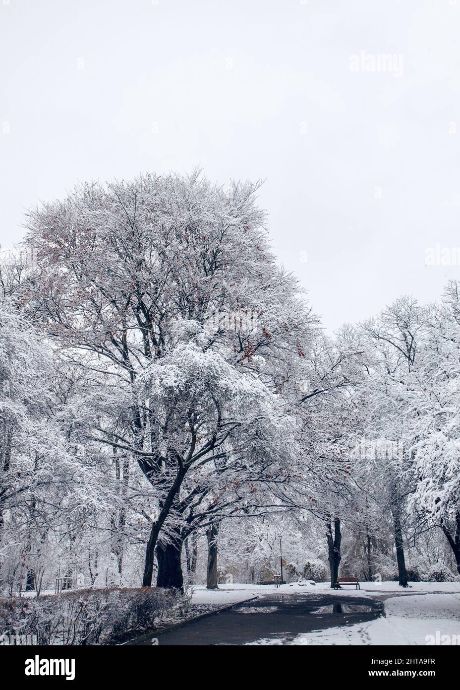 Vertical shot snowy trees hi-res stock photography and images - Alamy