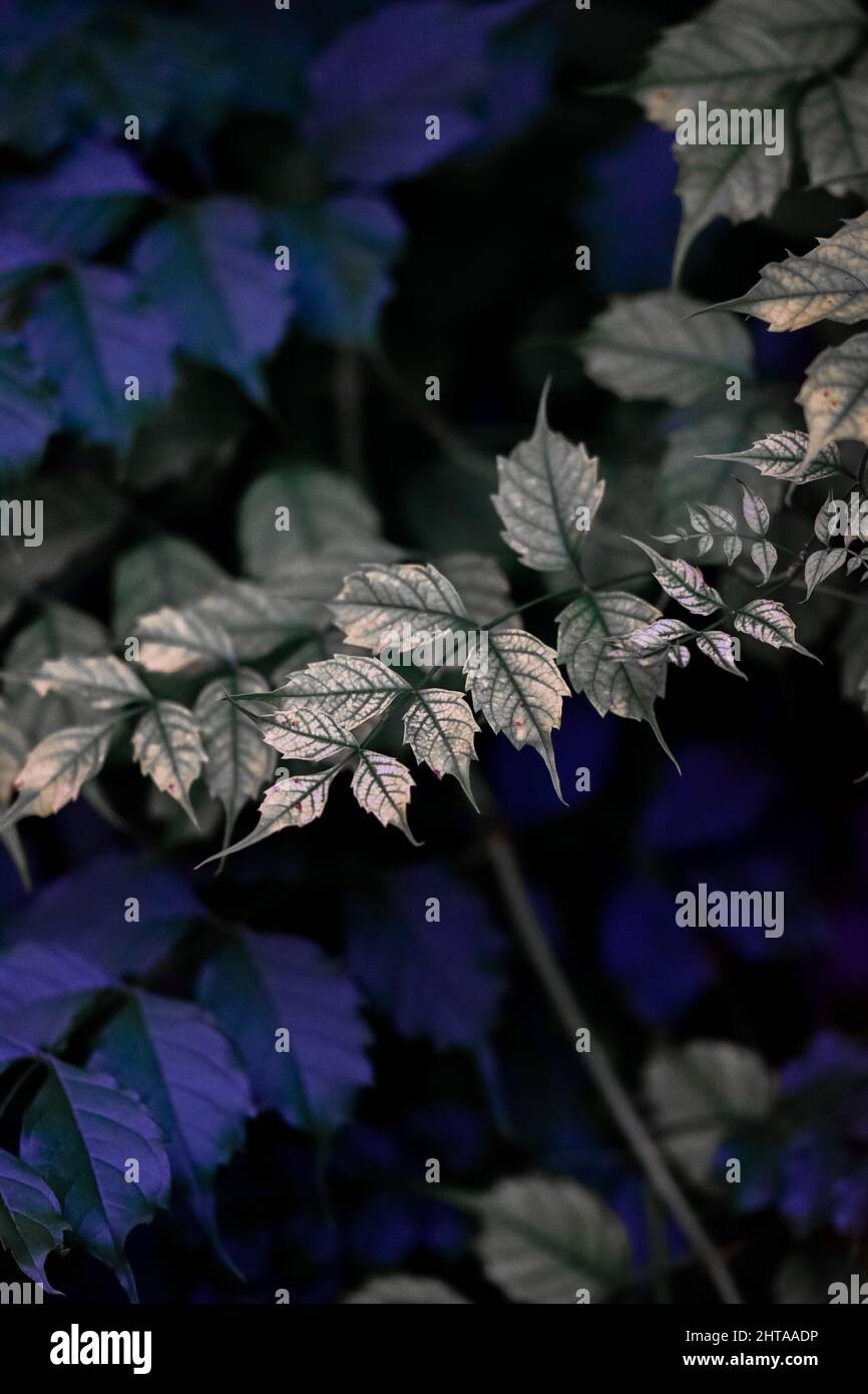 Vertical shot of a plant with tiny leaves Stock Photo - Alamy