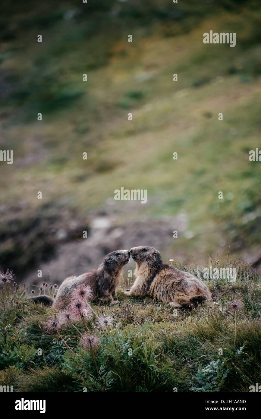 Marmots couple hi-res stock photography and images - Alamy