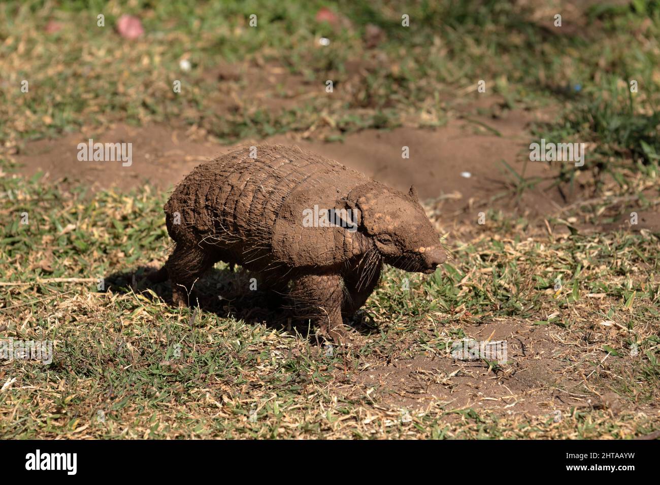 Yellow armadillo covered with earth Stock Photo - Alamy