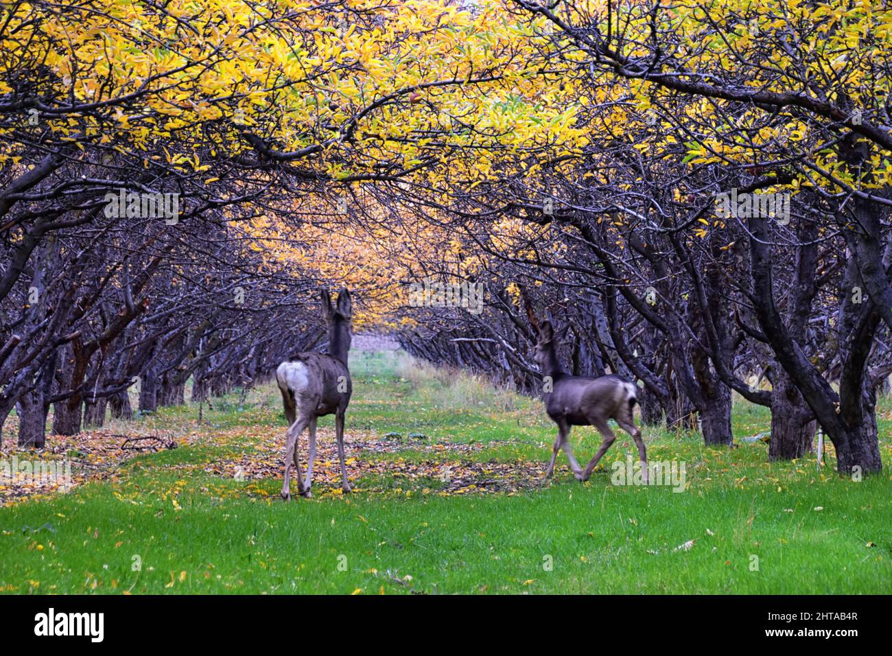 Mule Deer, Odocoileus hemionus, herd grazing in the fall autumn morning ...
