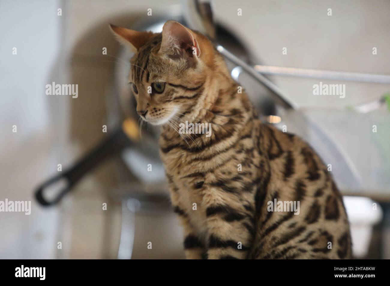Beautiful bengal cat looking at camera High quality Stock Photo - Alamy