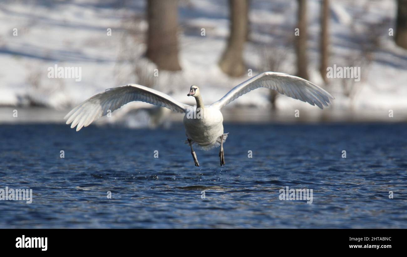Swan taking off from water hi-res stock photography and images - Alamy