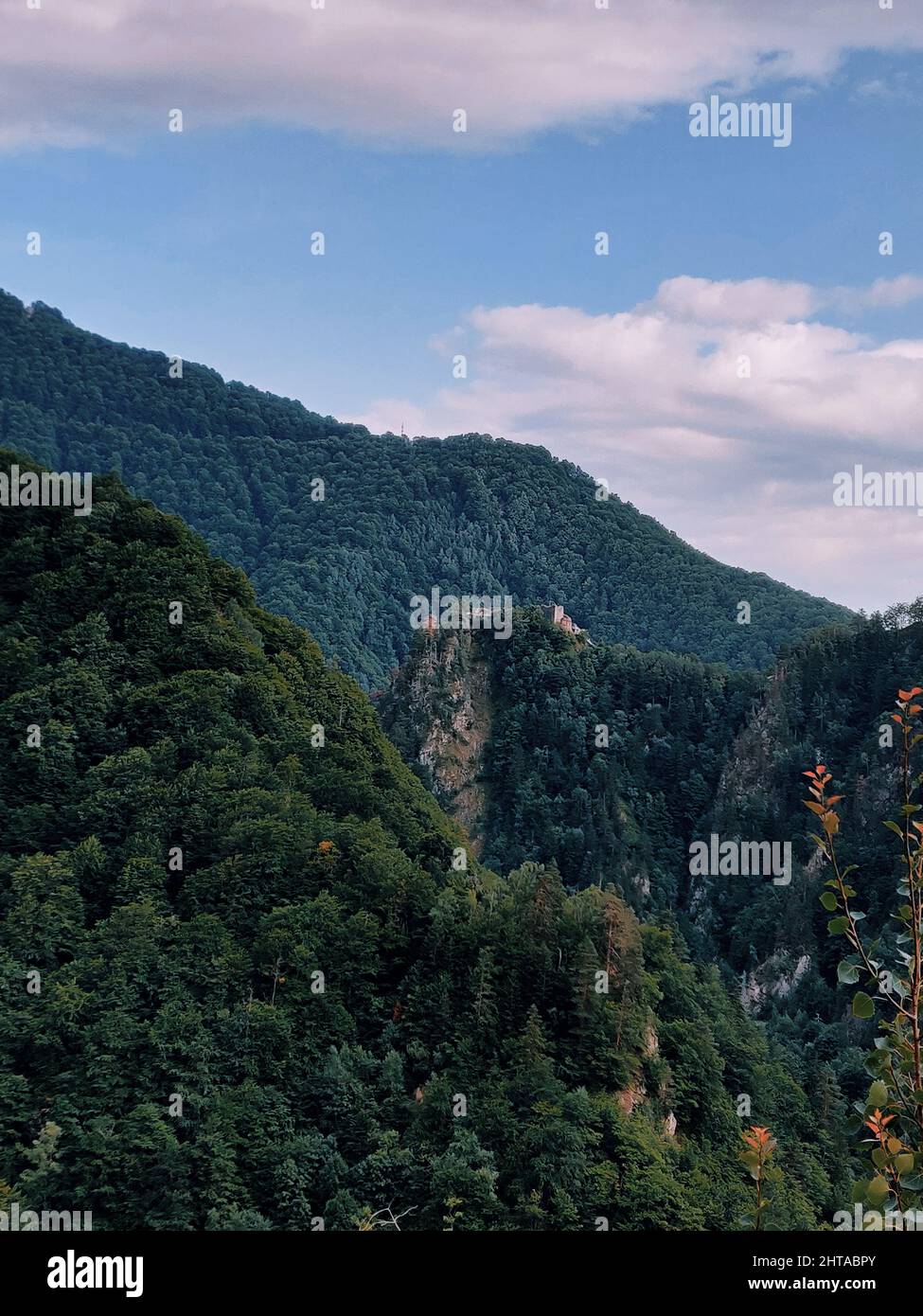 Beautiful shot dense forests hi-res stock photography and images - Alamy