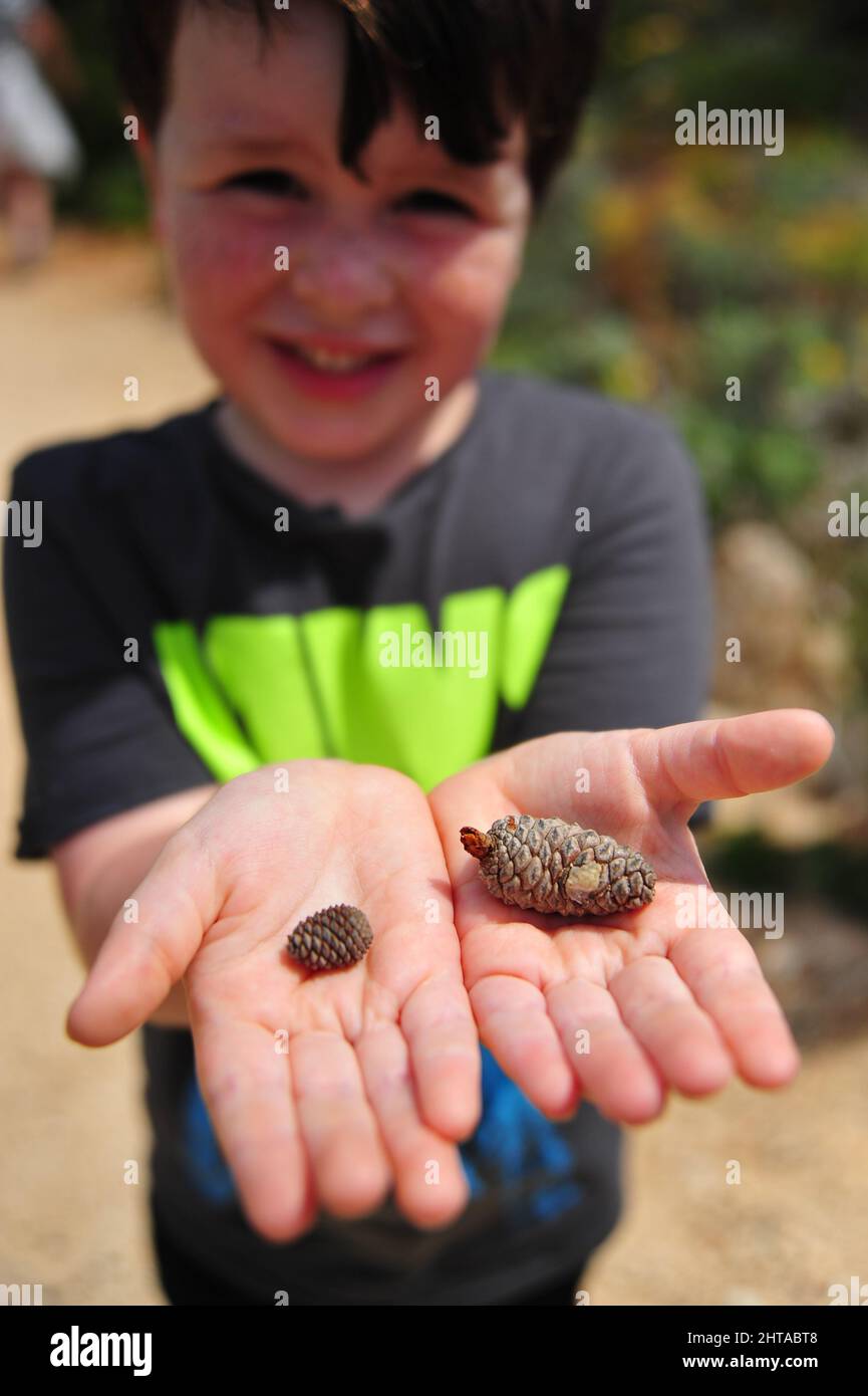 Shallow focus shot of a Caucasian kid collecting pine cones on his ...