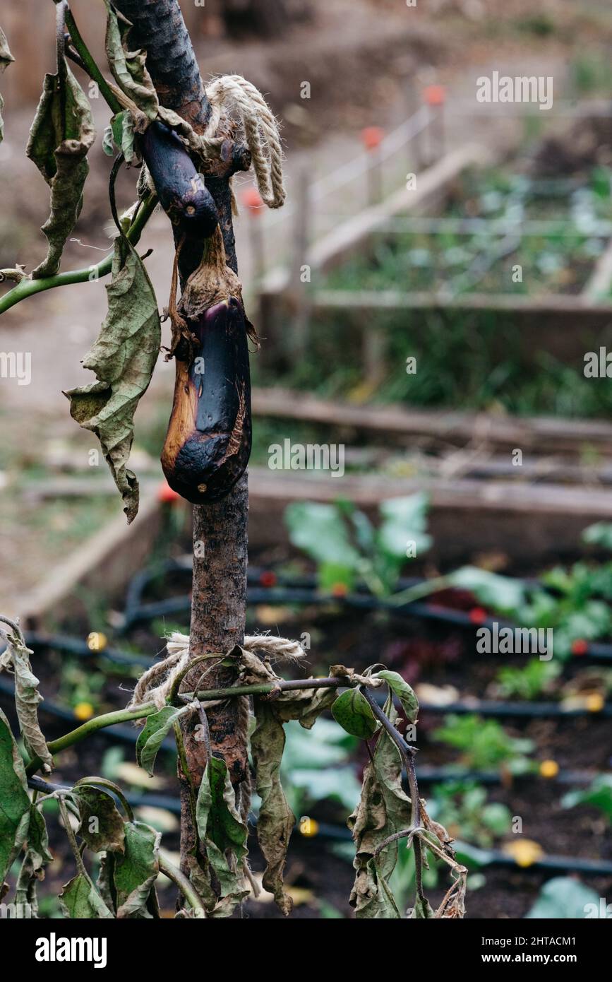 Closeup of a rotten eggplant in a garden Stock Photo - Alamy