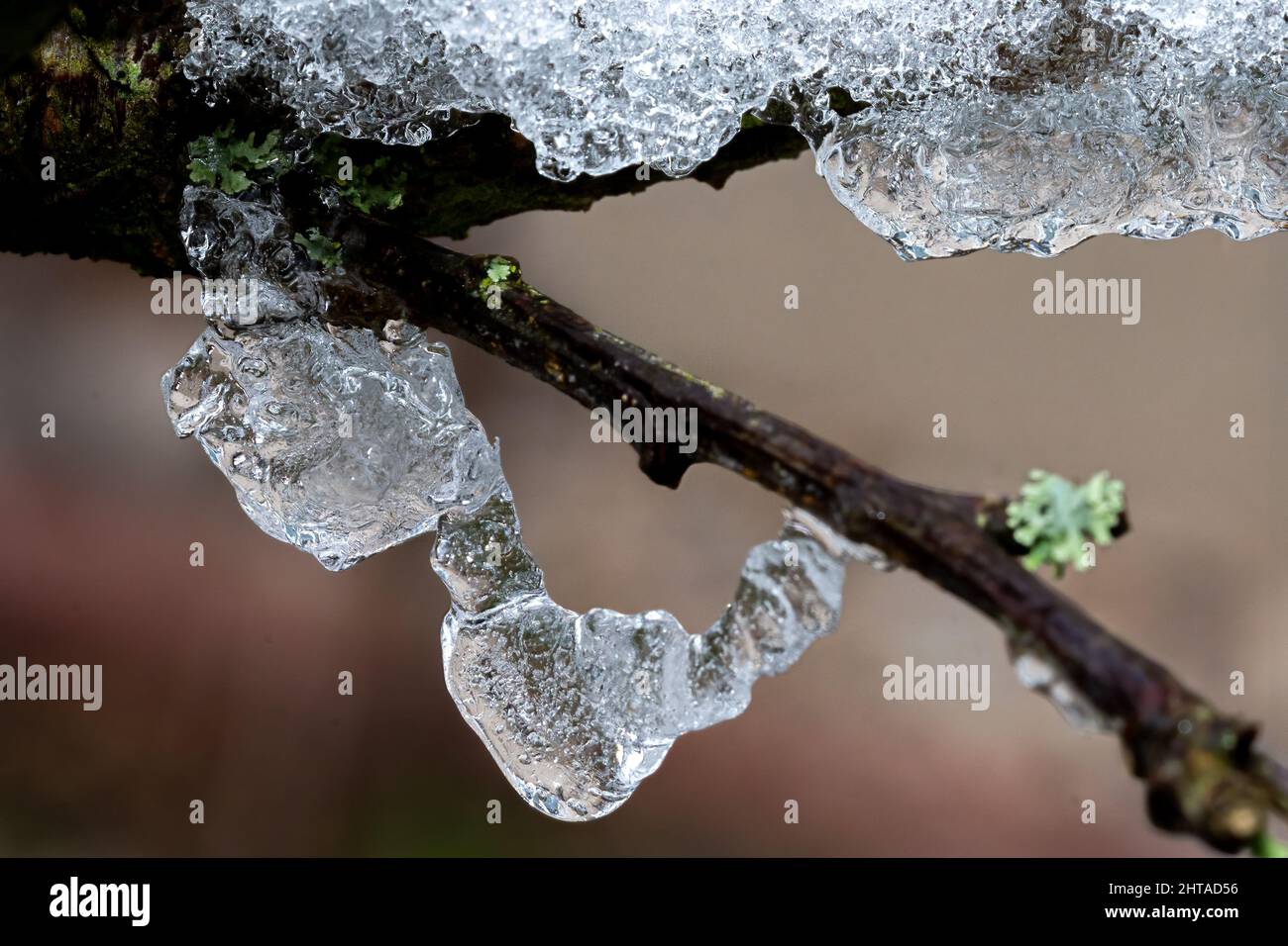 A closeup of a snowy frozen tree branch Stock Photo - Alamy