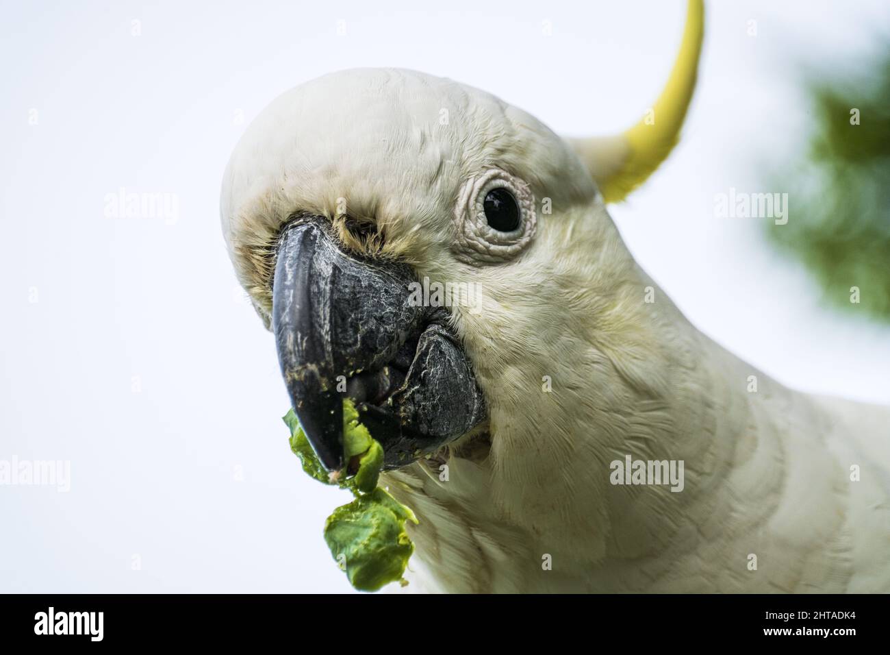 Beautiful portrait of a white cockatoo in daylight Stock Photo - Alamy