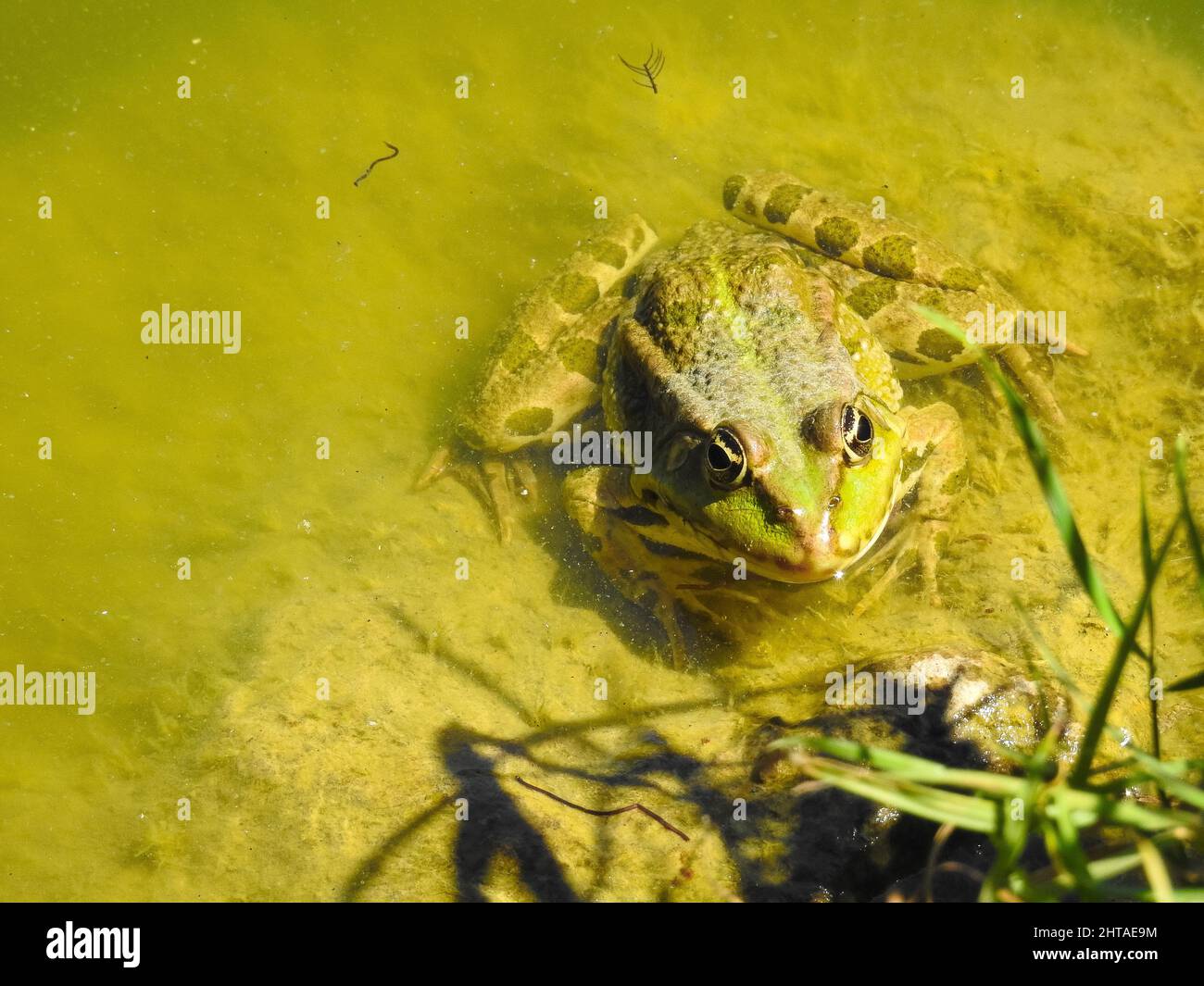 Frog body shot hi-res stock photography and images - Alamy