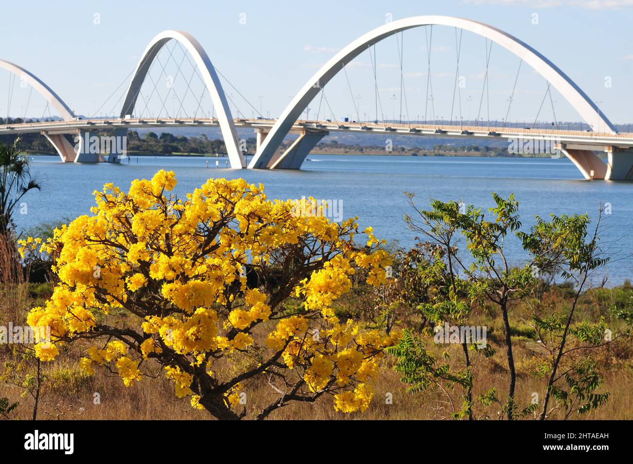 JK bridge over the Paranoa lake with the yellow flowers in the ...
