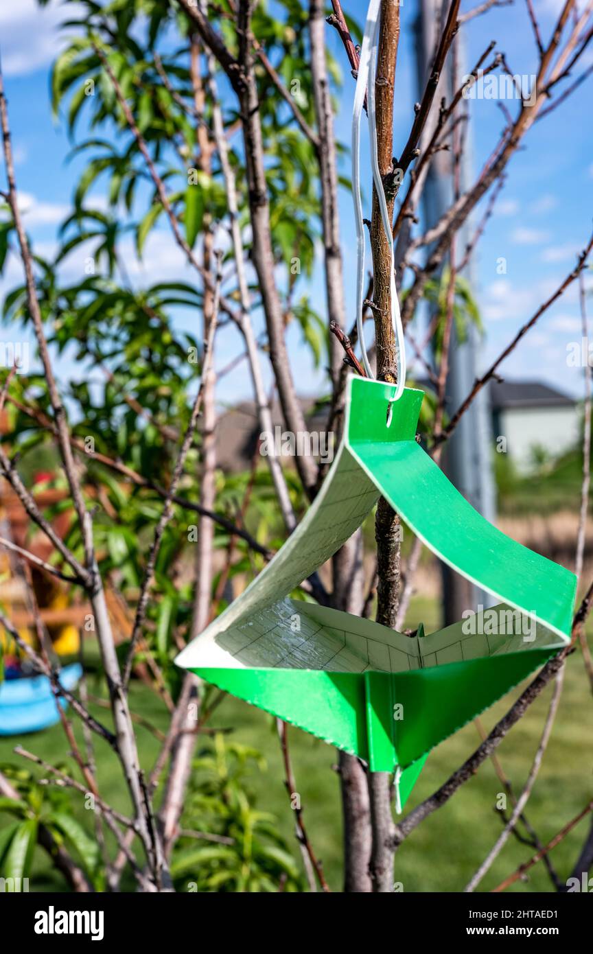 Fruit tree moth sticky trap with pheromone lure to monitor insect adult ...