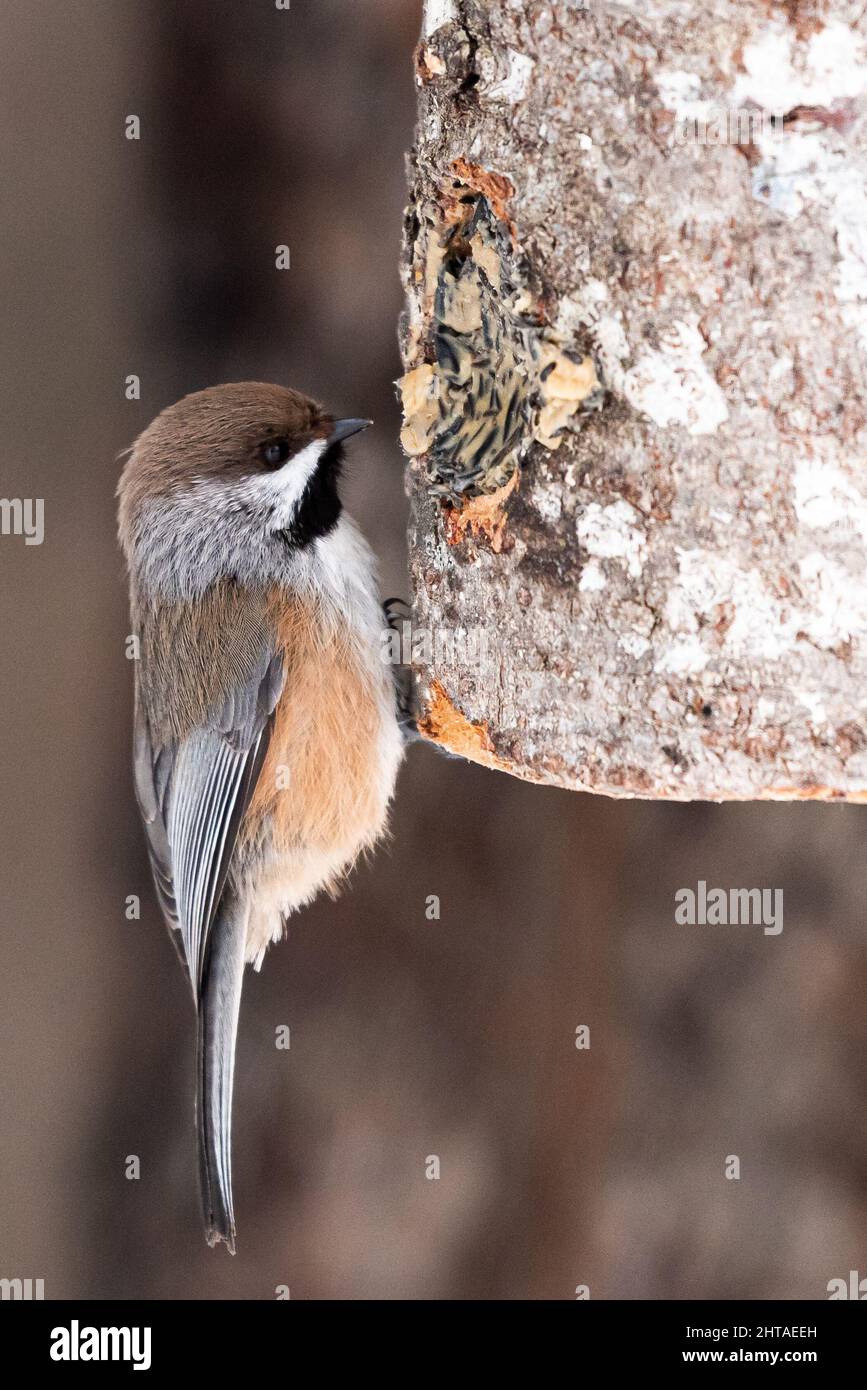 Boreal chickadee hi-res stock photography and images - Alamy
