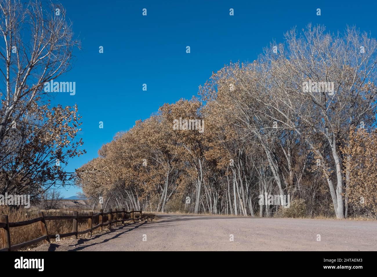 Empty road under a blue sky surrounded by trees at Bosque del Apache ...