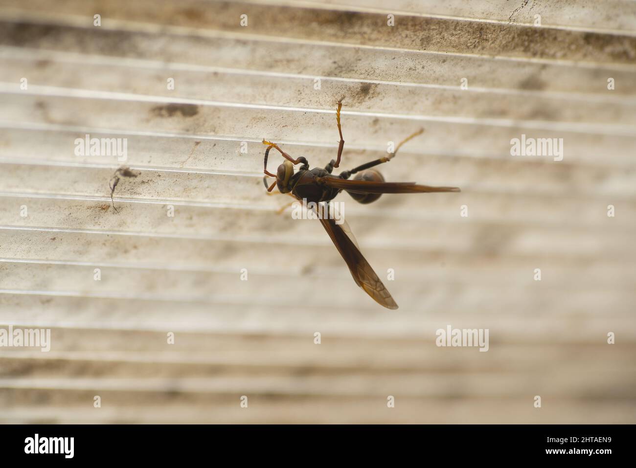 Close-up shot of a paper wasp crawling on the ceiling Stock Photo - Alamy